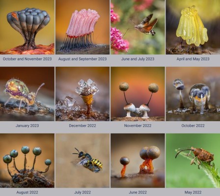 barrywebbimages - Barry Webb Images. Macro photography - Arfy'z tranche ...