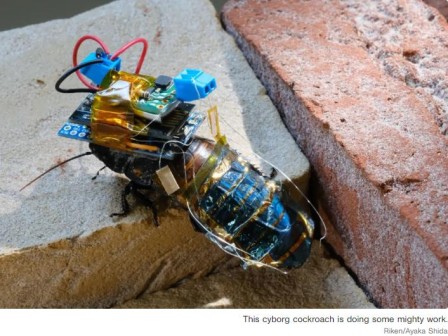 CNET - Scientists Create Cyborg Cockroaches Controlled by Solar-Powered ...