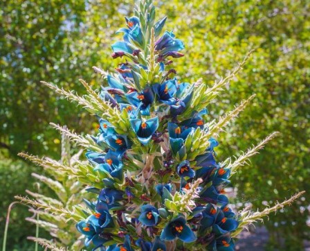 iflscience - Sapphire Tower Plant Blooms For First And Last Time In 20 ...