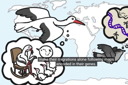 MinuteEarth - Everything You Ever Wanted To Know About Birds - Arfy'z ...