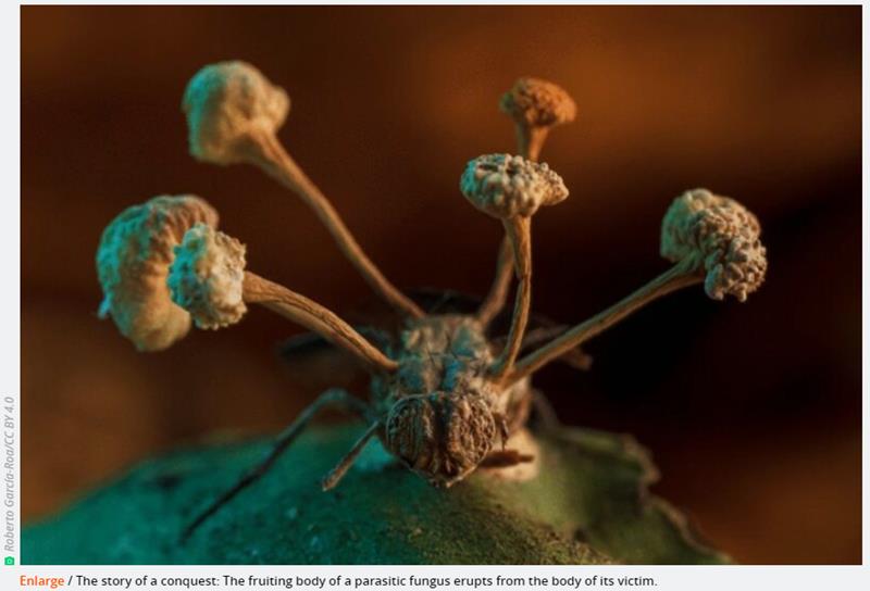 arstechnica - Behold this award-winning image of fungus making a fly ...